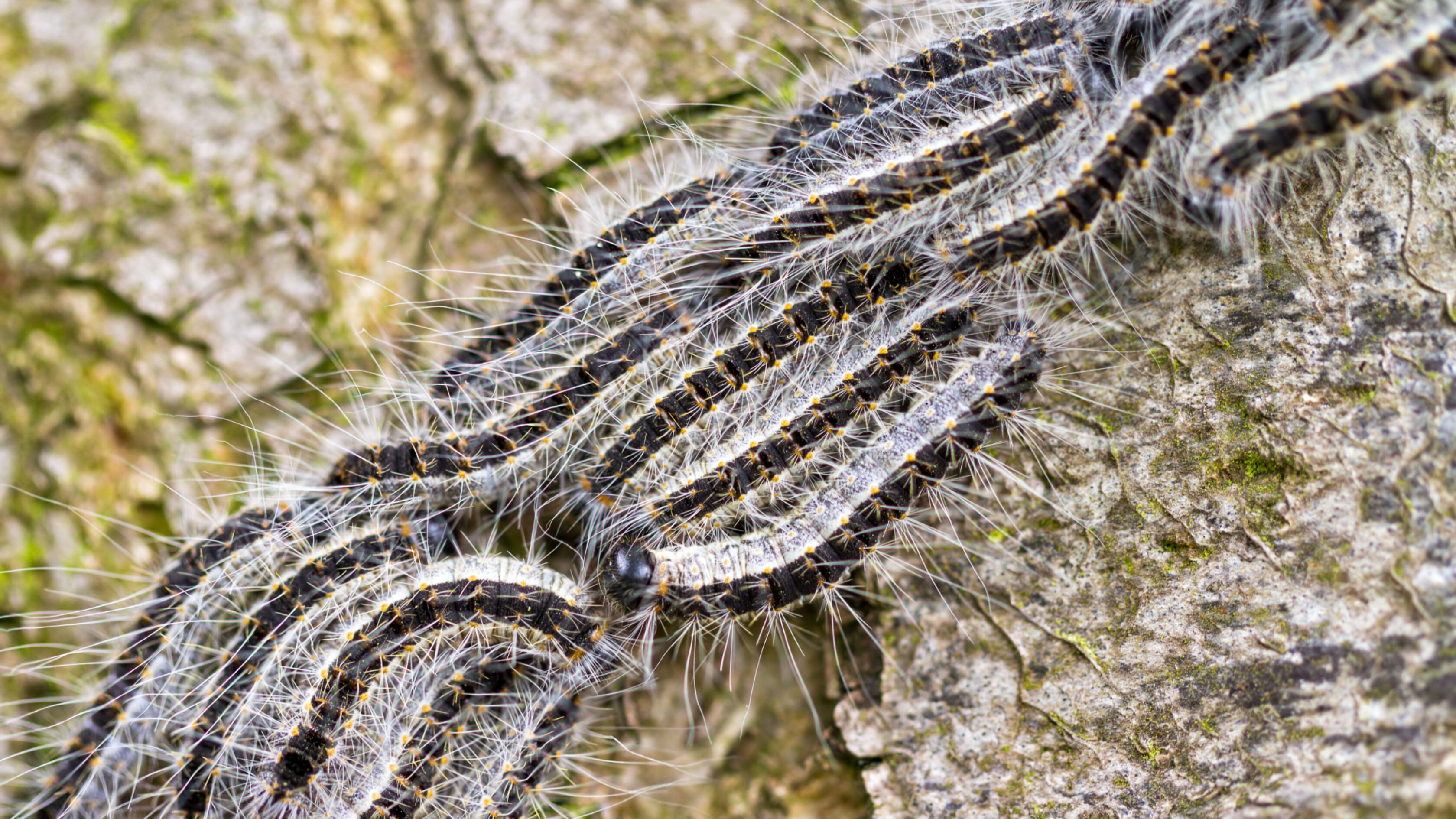 Hardlopen.nl - Tips bij klachten van de eikenprocessierups